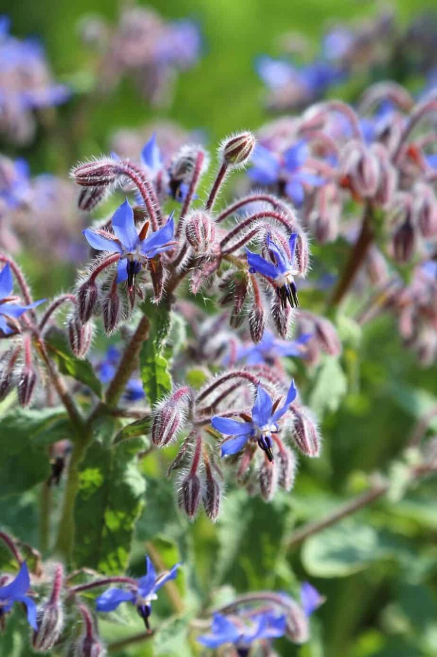 Cucumber Borage Gin and Tonic - Frolic and Fare