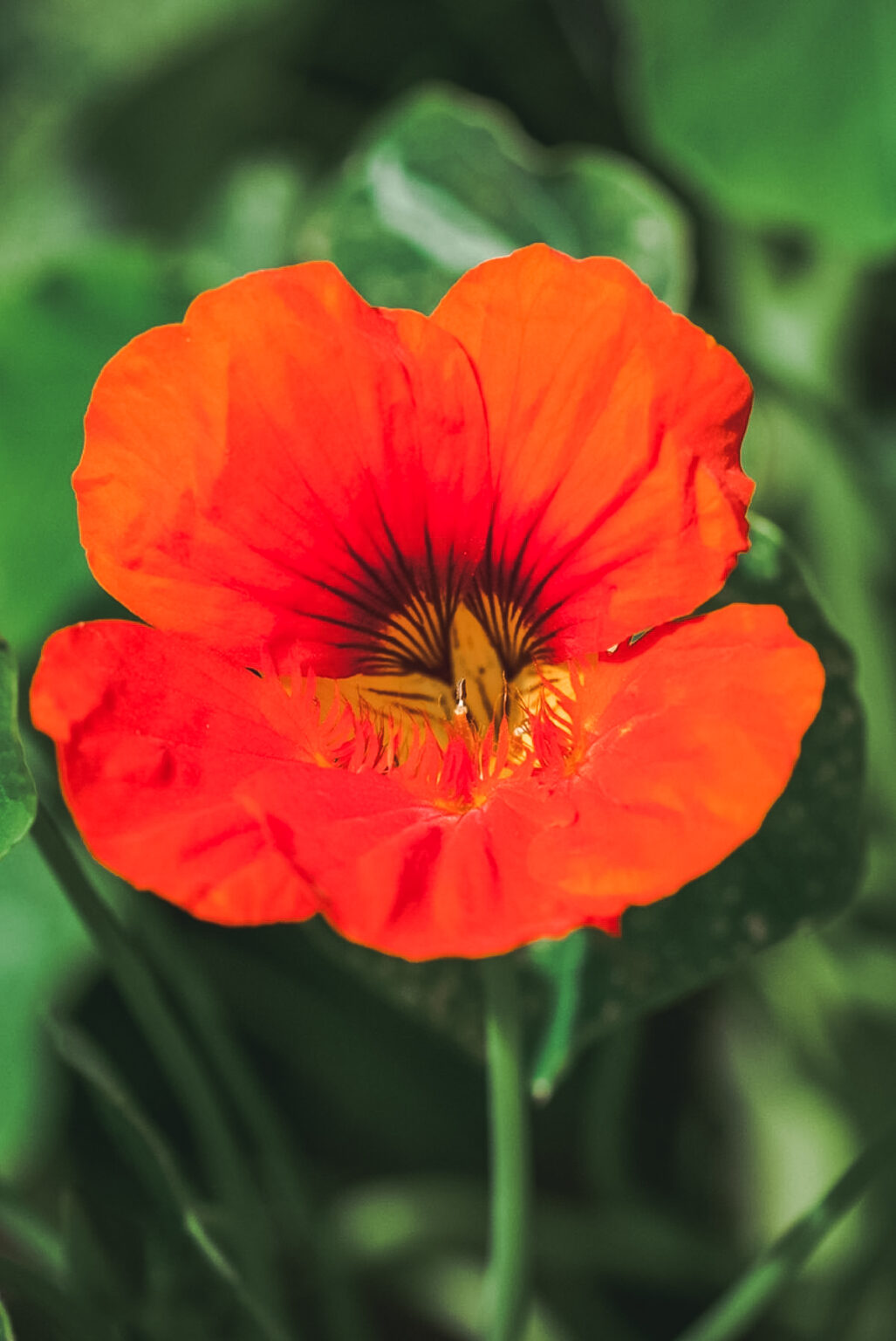 The Best Edible Flowers For Cake And How To Decorate With Them - Frolic ...