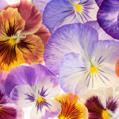 Frolic & Fare: A Botanical Blog With Botanical Recipes