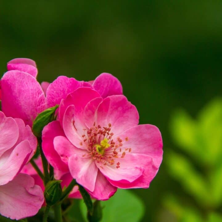 Edible Wildflowers To Forage And Where To Find Them - Frolic & Fare