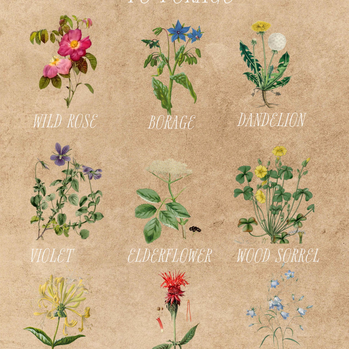 Pressed Edible Flowers Packs For Cake Decorating - Frolic & Fare