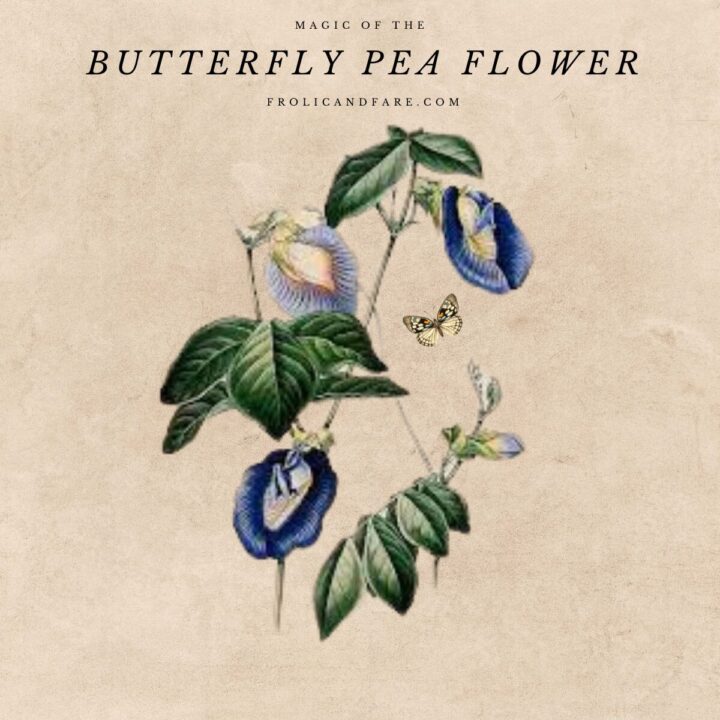Butterfly Pea Flower Latte - Frolic & Fare