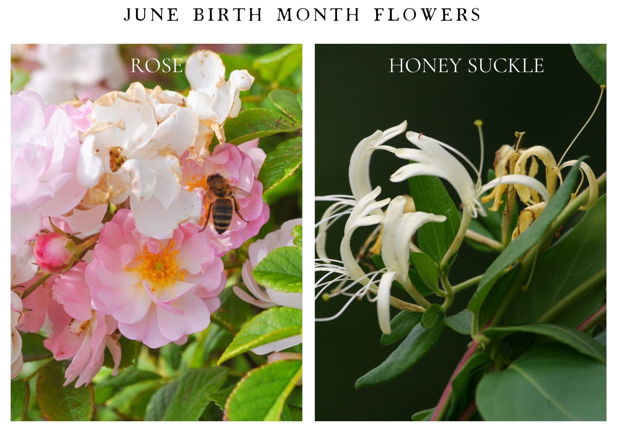 Birth Month Blooms & Their Symbolism - Frolic & Fare