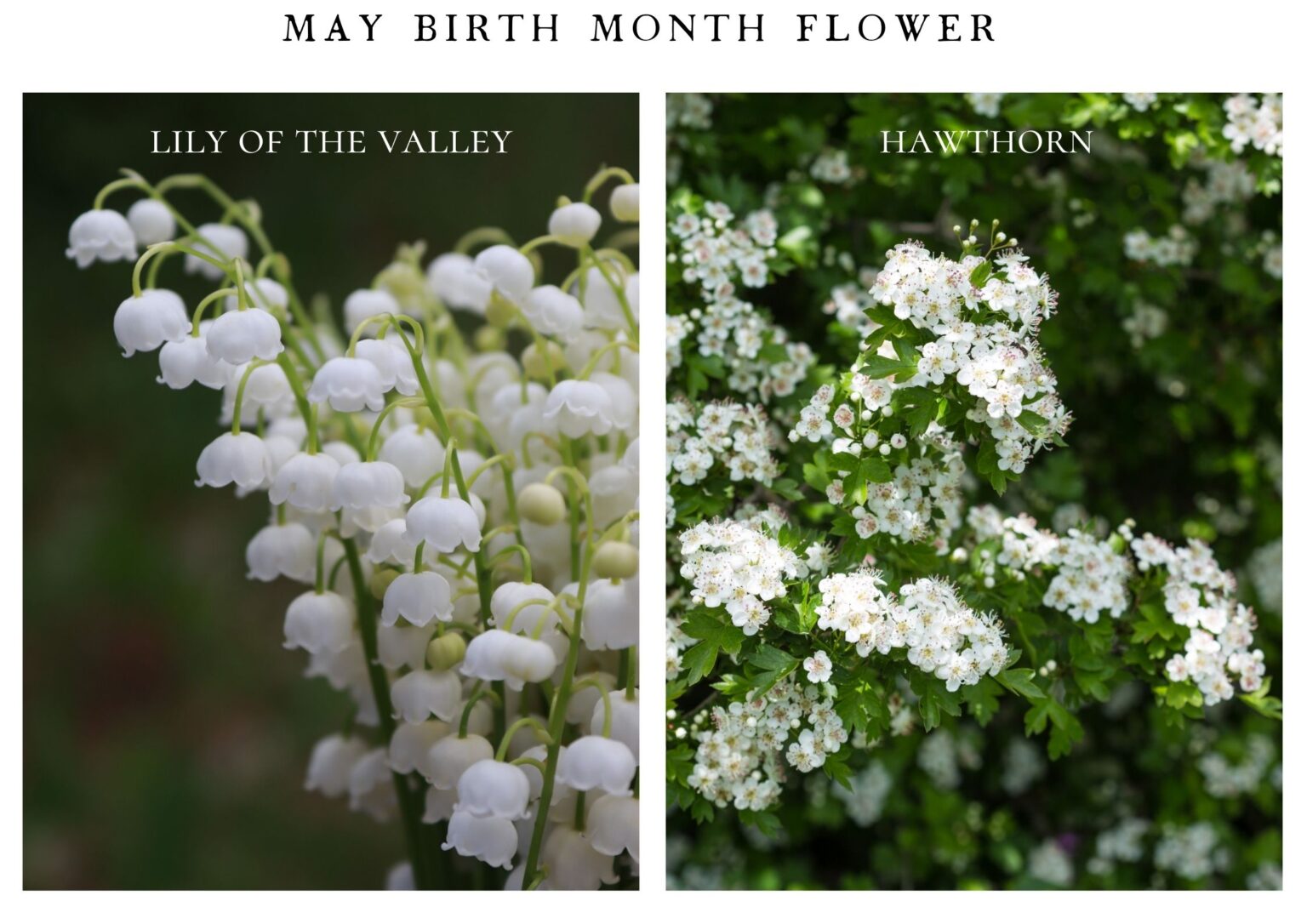 Birth Month Blooms & Their Symbolism - Frolic & Fare
