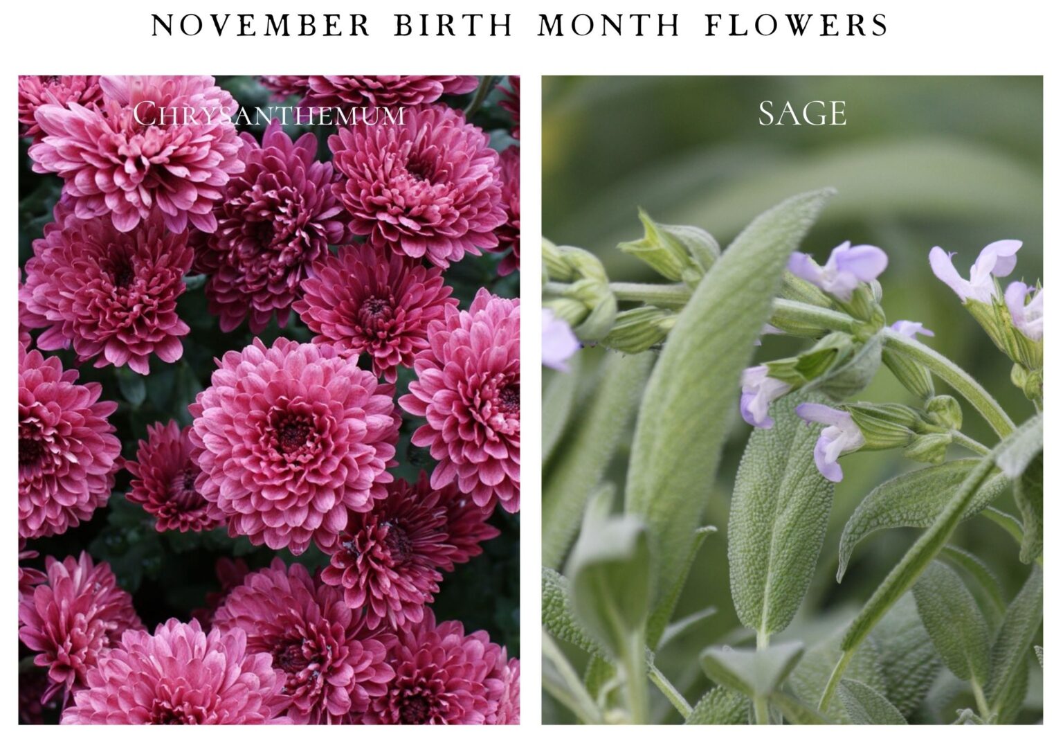 Birth Month Blooms & Their Symbolism - Frolic & Fare