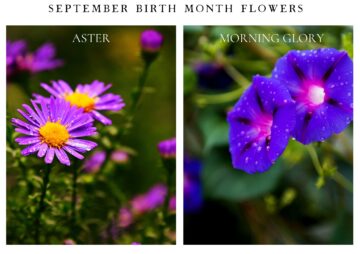 Birth Month Blooms & Their Symbolism - Frolic & Fare