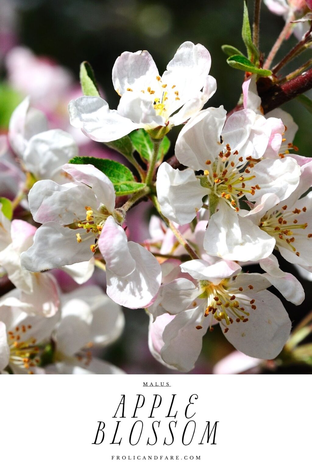List Of Edible Flowers With Pictures - Frolic & Fare