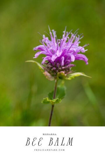List Of Edible Flowers With Pictures - Frolic & Fare