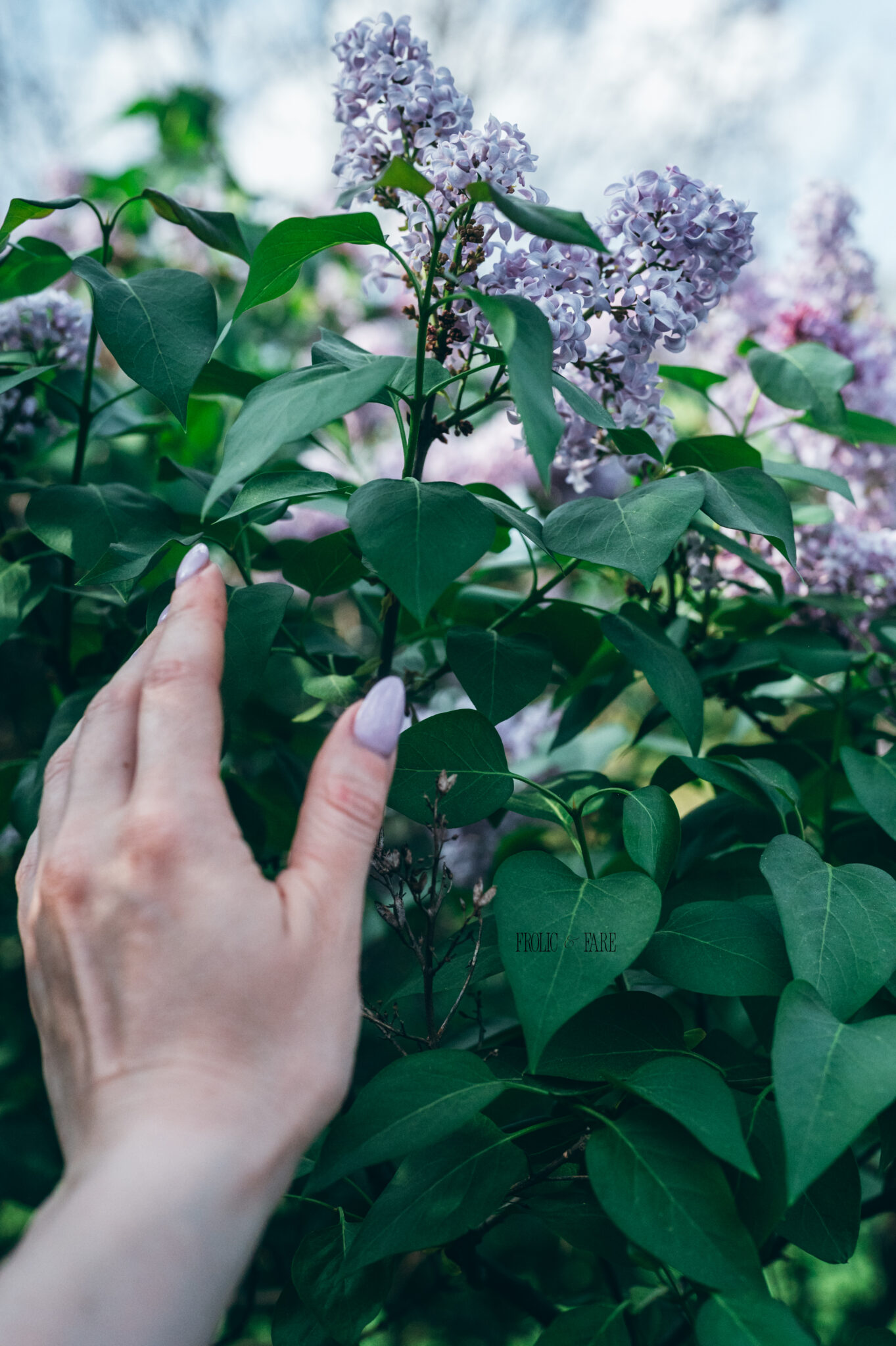 How To Make Lilac Sugar (3 Easy Methods For Floral Infused Sugar ...